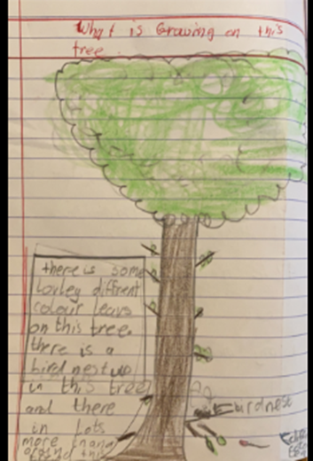 bella tree – Scoil Naomh Micheál